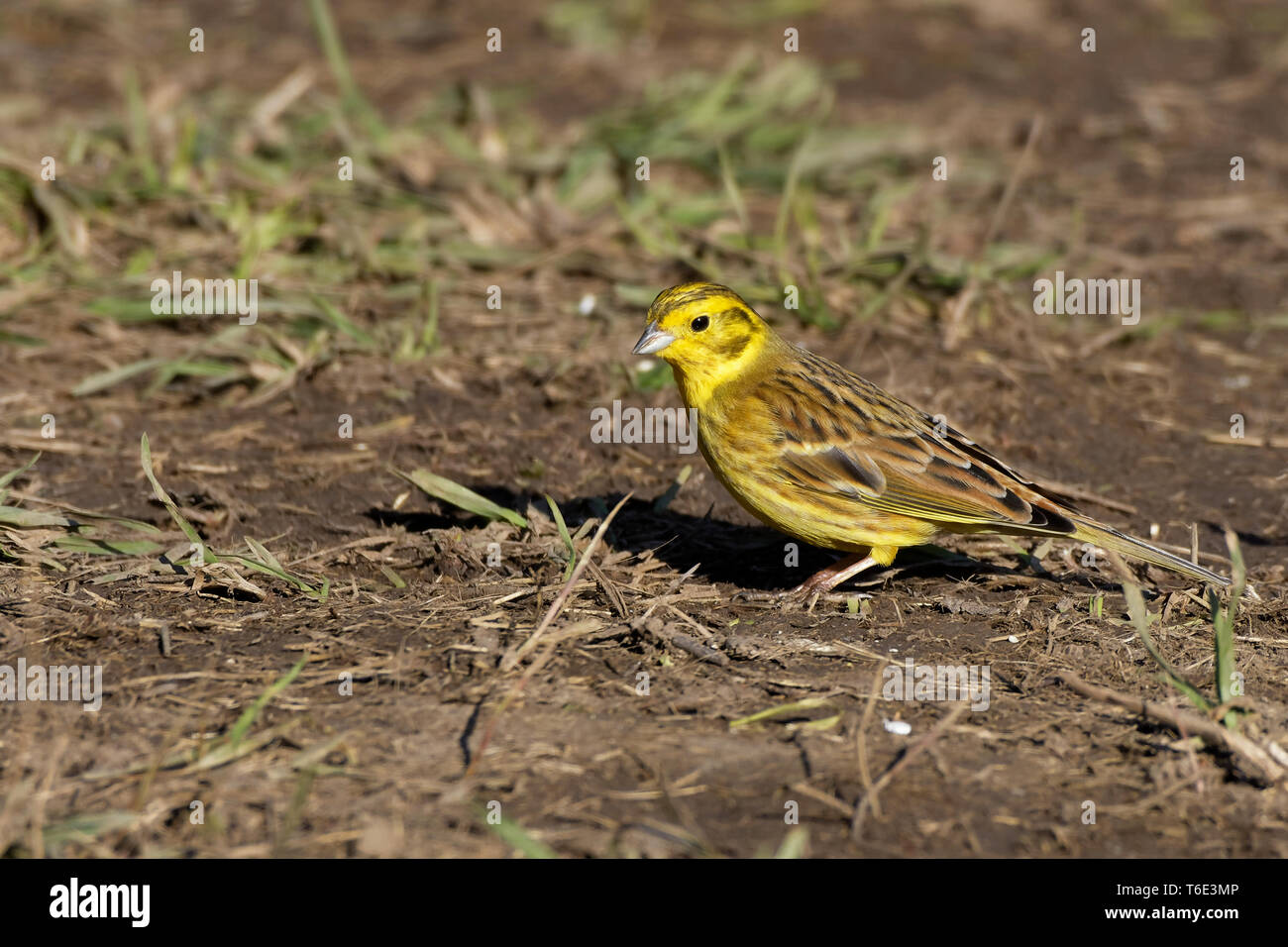 Yellowhammer close up hi-res stock photography and images - Alamy