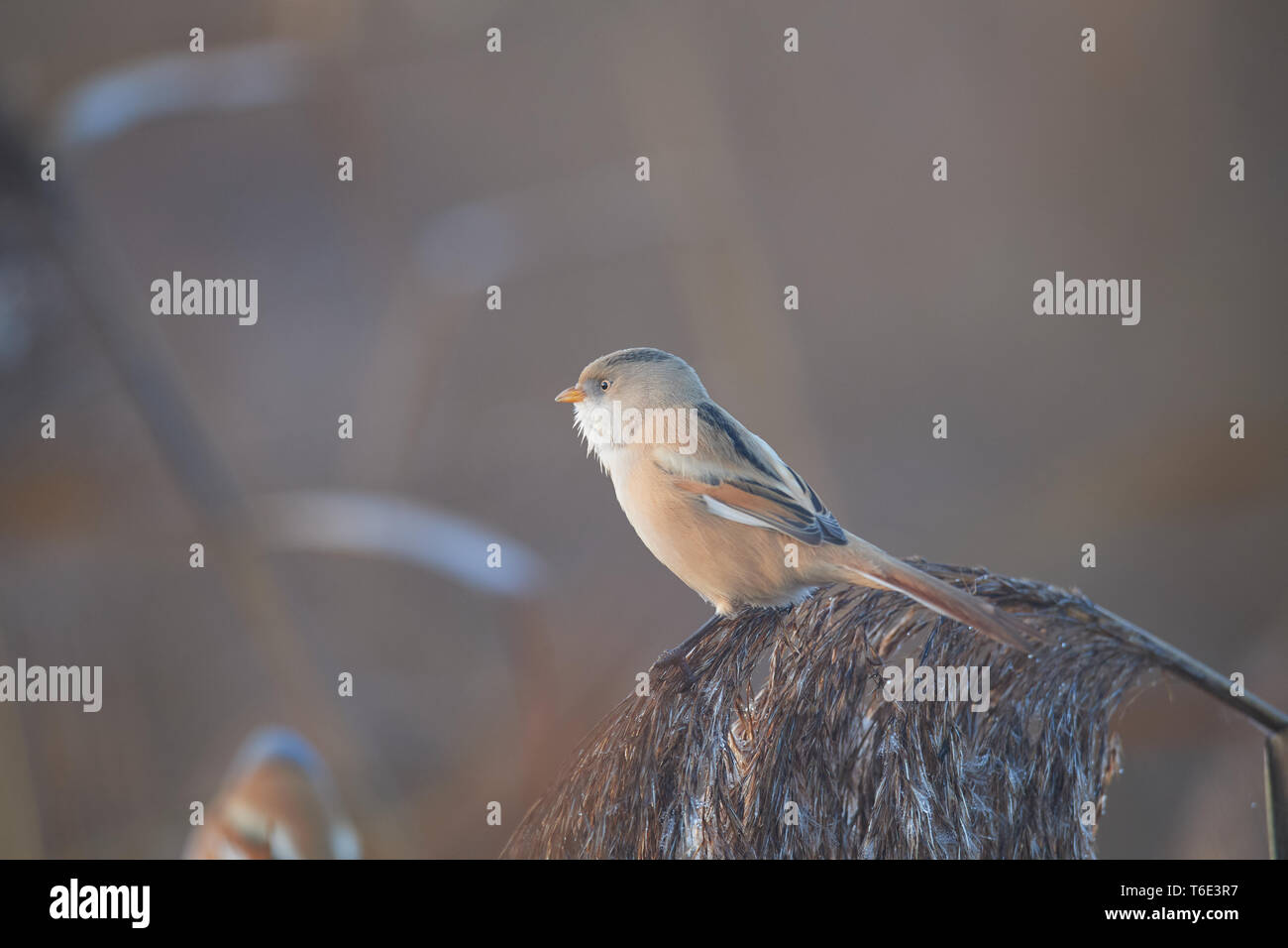 Bearded Reedling, Panurus biarmicus Stock Photo - Alamy