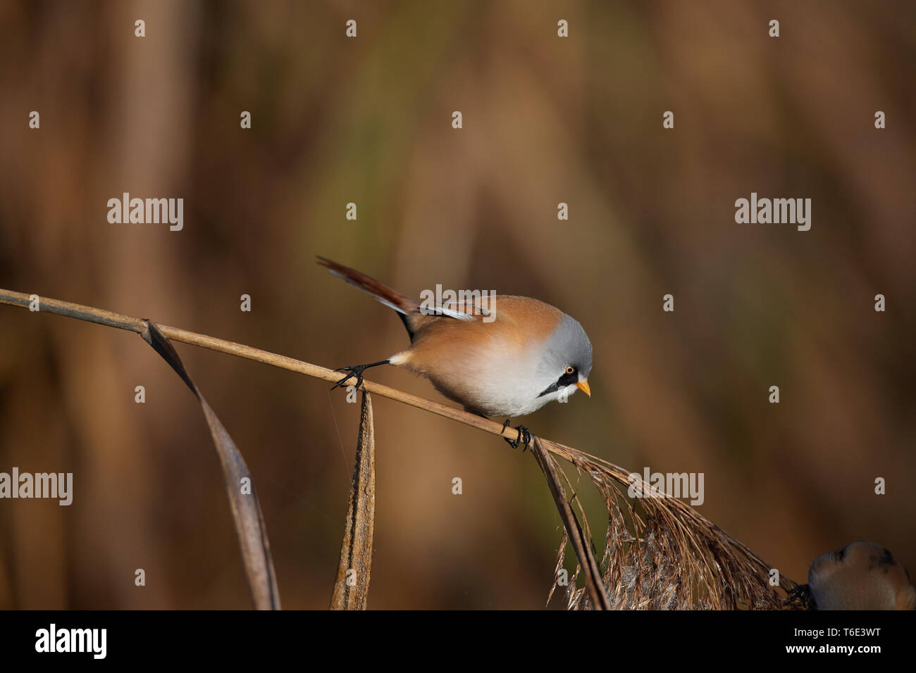 Bearded Reedling, Panurus biarmicus Stock Photo - Alamy