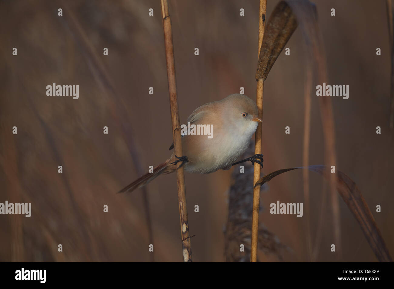 Bearded Reedling, Panurus biarmicus Stock Photo - Alamy