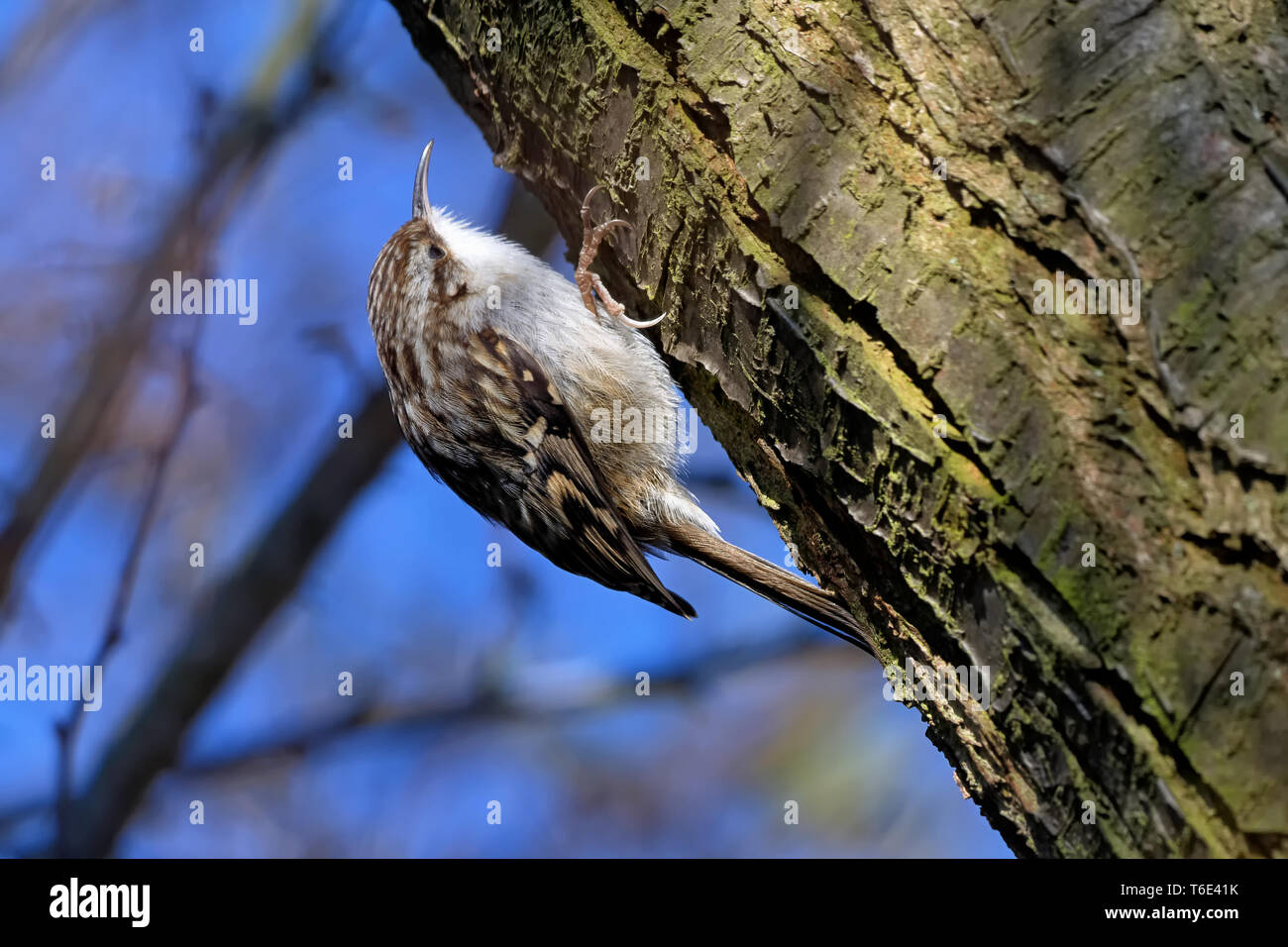 Common treecreeper hi-res stock photography and images - Alamy