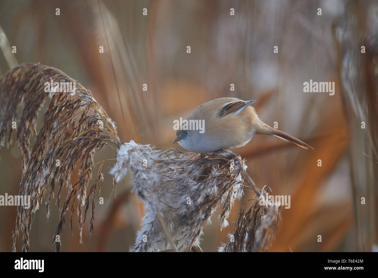 Bearded Reedling, Panurus biarmicus Stock Photo - Alamy