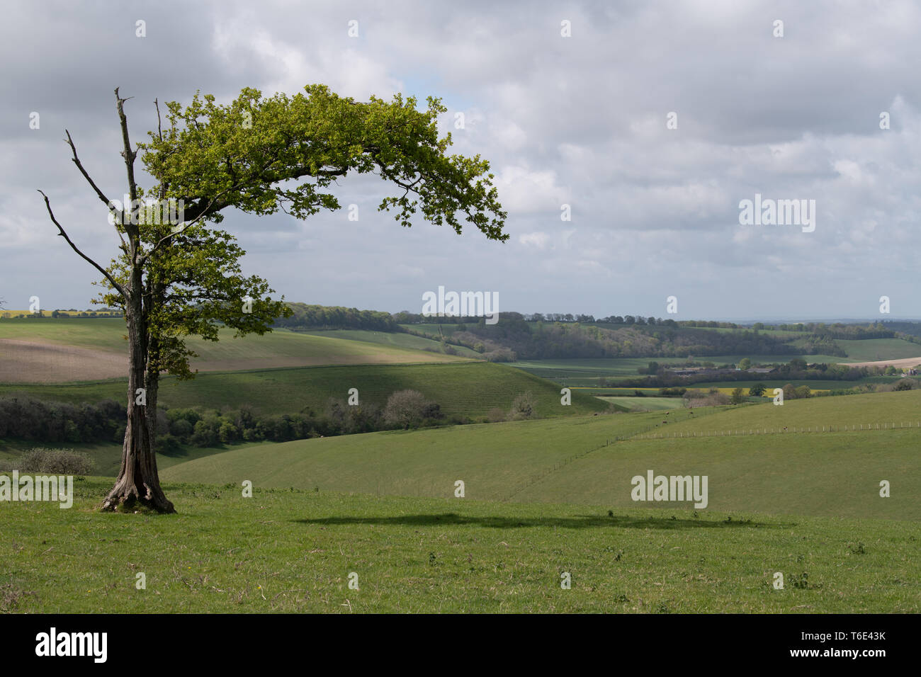 Wind bent tree Stock Photo - Alamy