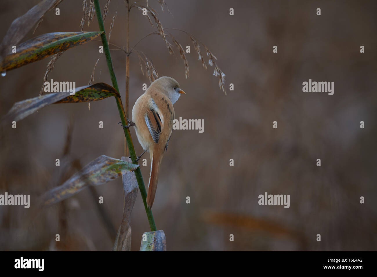 Bearded Reedling, Panurus biarmicus Stock Photo - Alamy