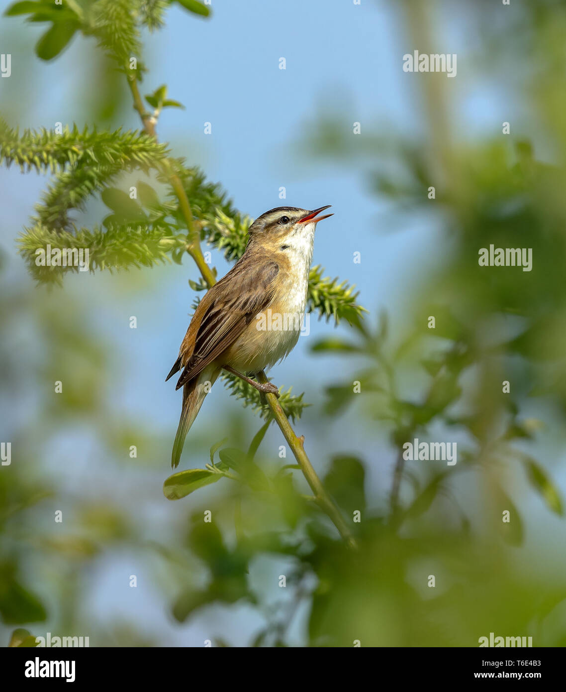 Nesting sedge warbler hi-res stock photography and images - Alamy
