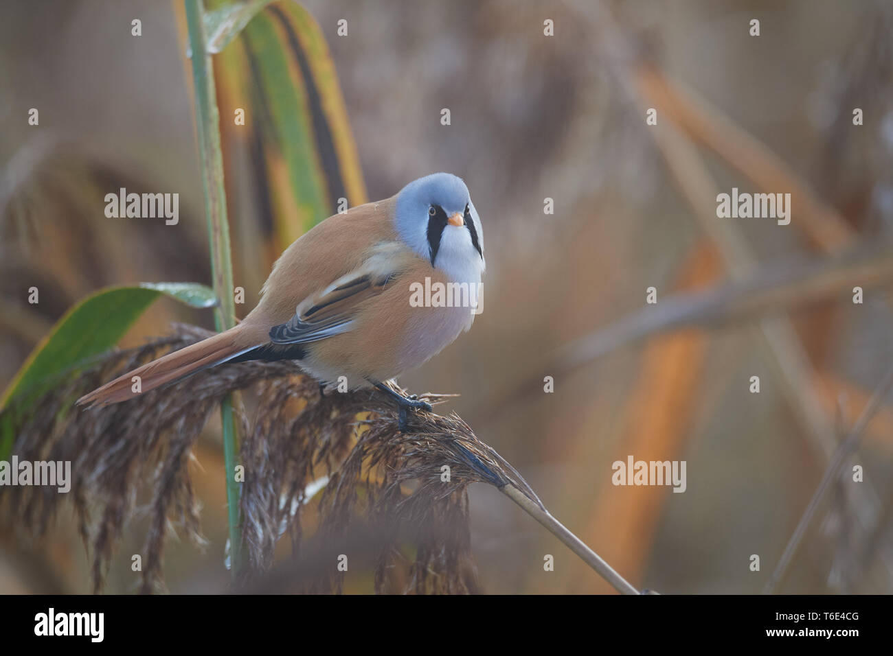 Bearded Reedling, Panurus biarmicus Stock Photo - Alamy