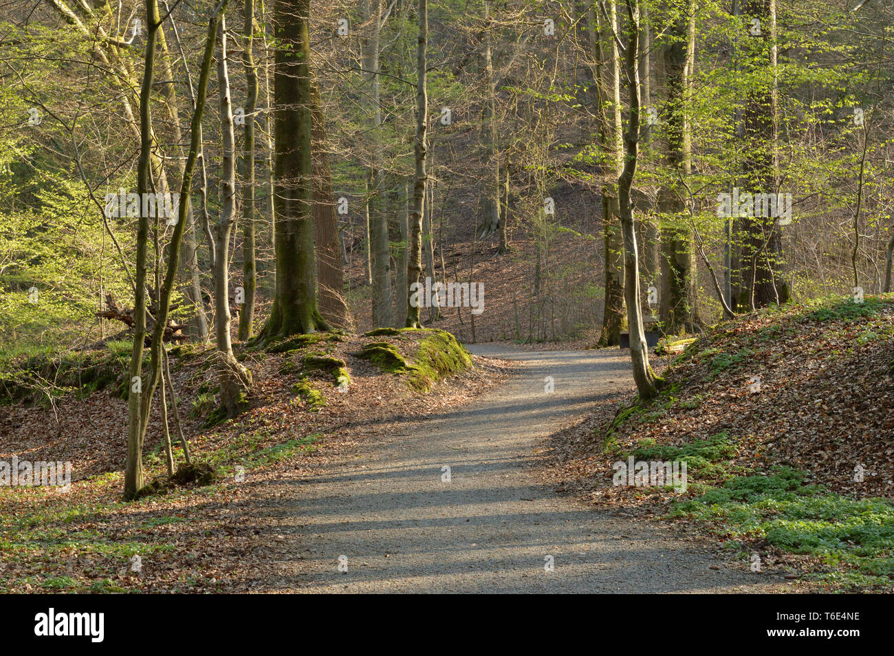 Early morning dappled light hi-res stock photography and images - Alamy