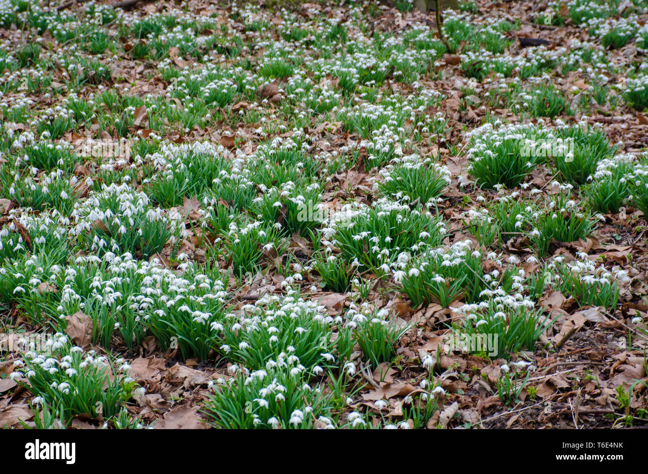 Park walk snowdrop hi-res stock photography and images - Alamy