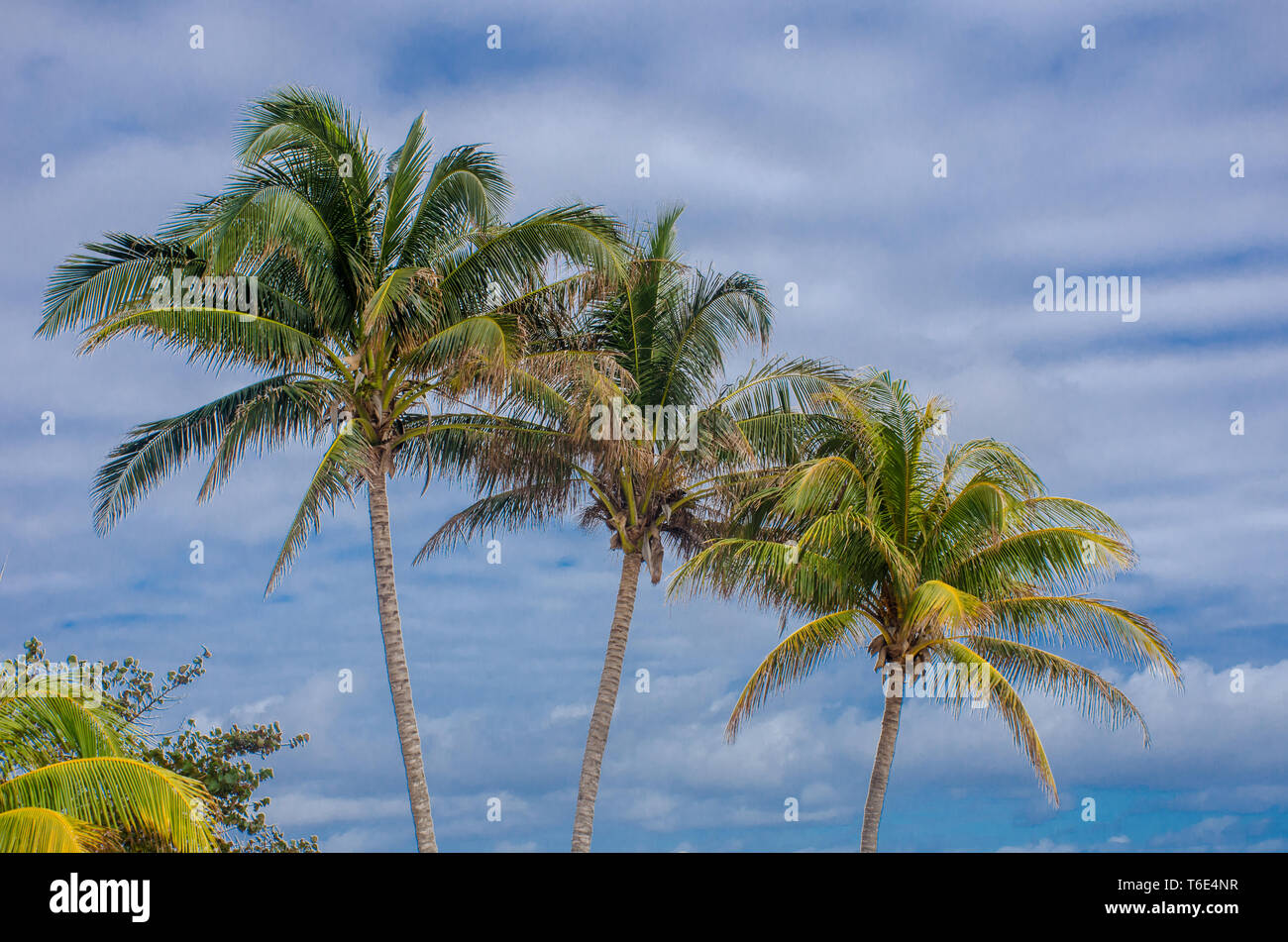 Three Palm trees Stock Photo - Alamy