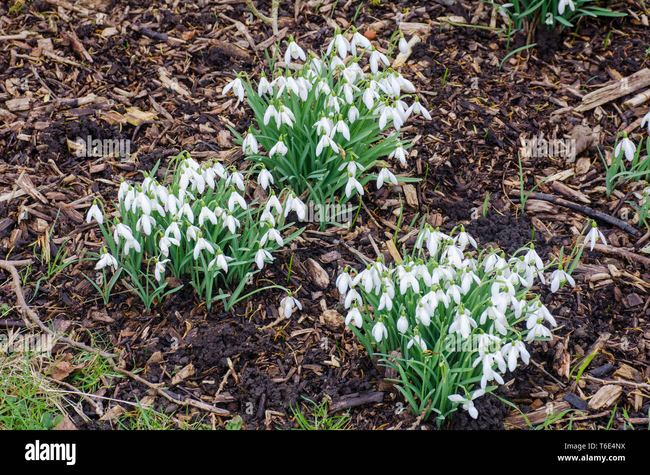 Park walk snowdrop hi-res stock photography and images - Alamy