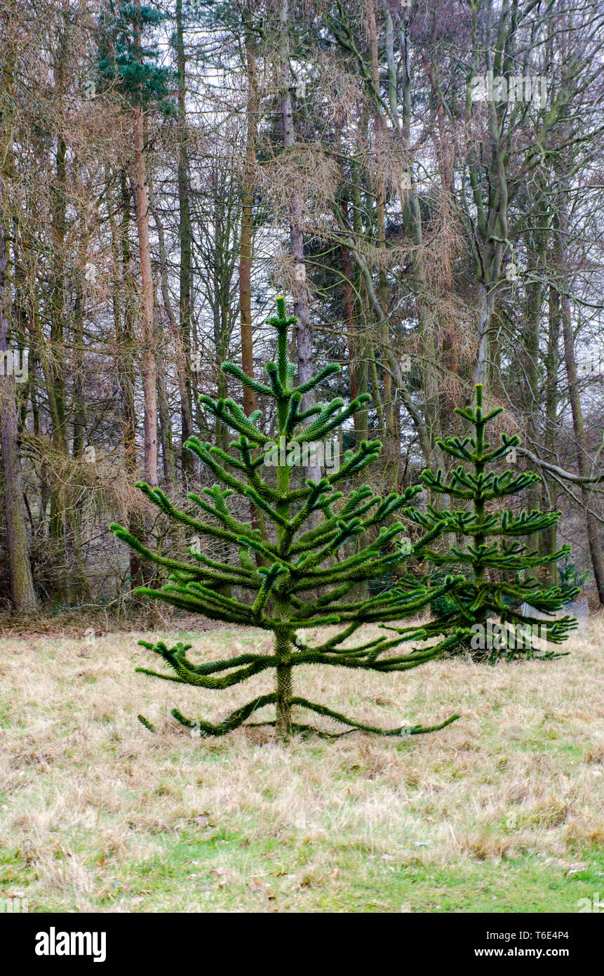 Monkey puzzle tree in hi-res stock photography and images - Alamy