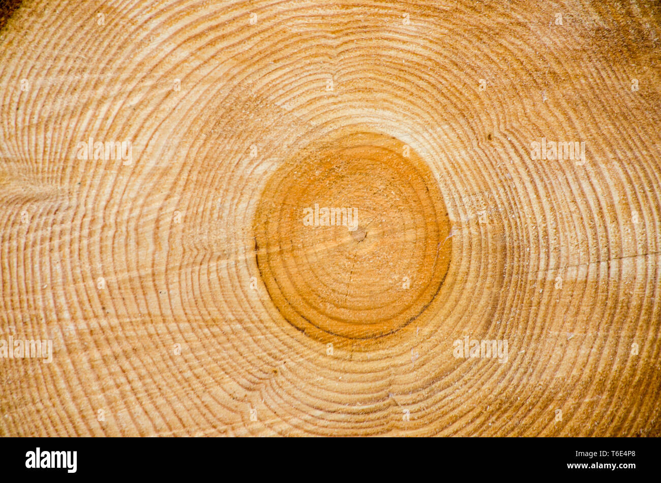 Tree slice hi-res stock photography and images - Alamy