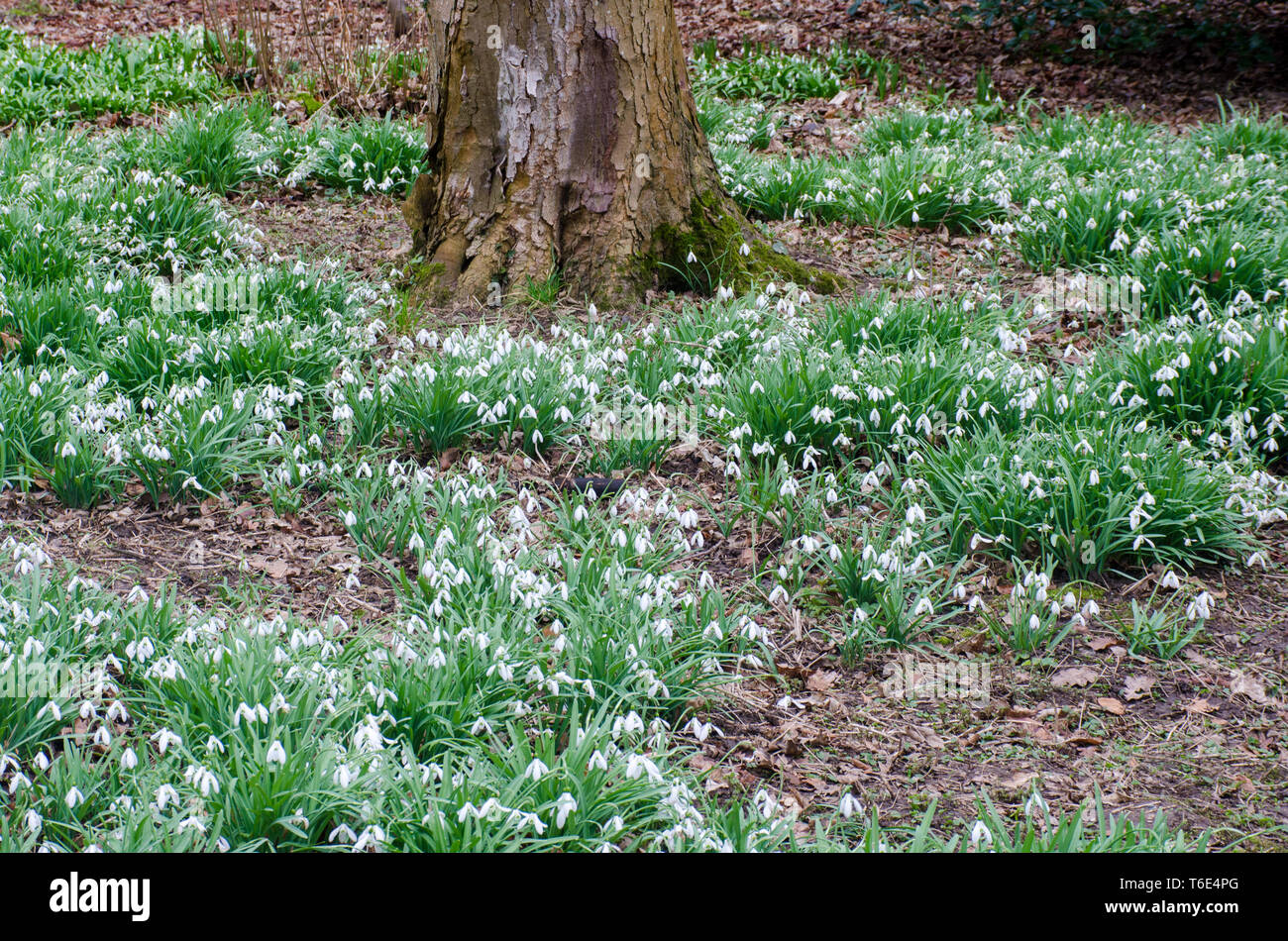 Snowdrops surrounding a tree trunk Stock Photo - Alamy