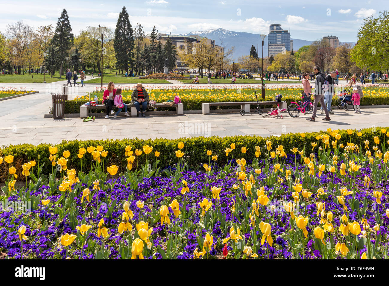 Bulgaria National Flower