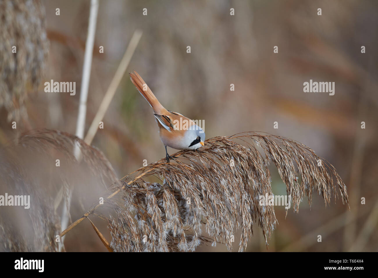 Bearded Reedling, Panurus biarmicus Stock Photo - Alamy