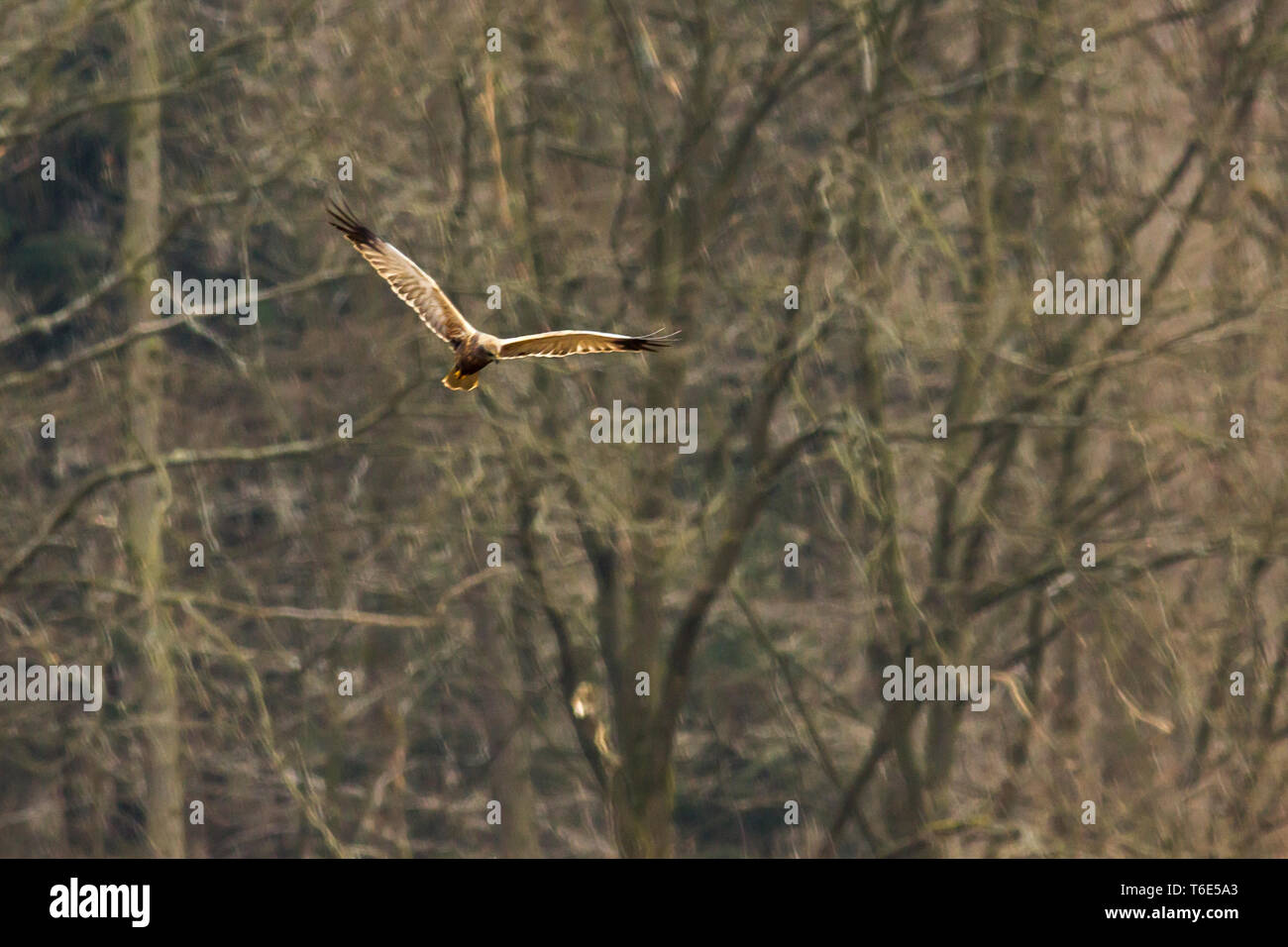 A western marsh harrier into the flight Stock Photo - Alamy