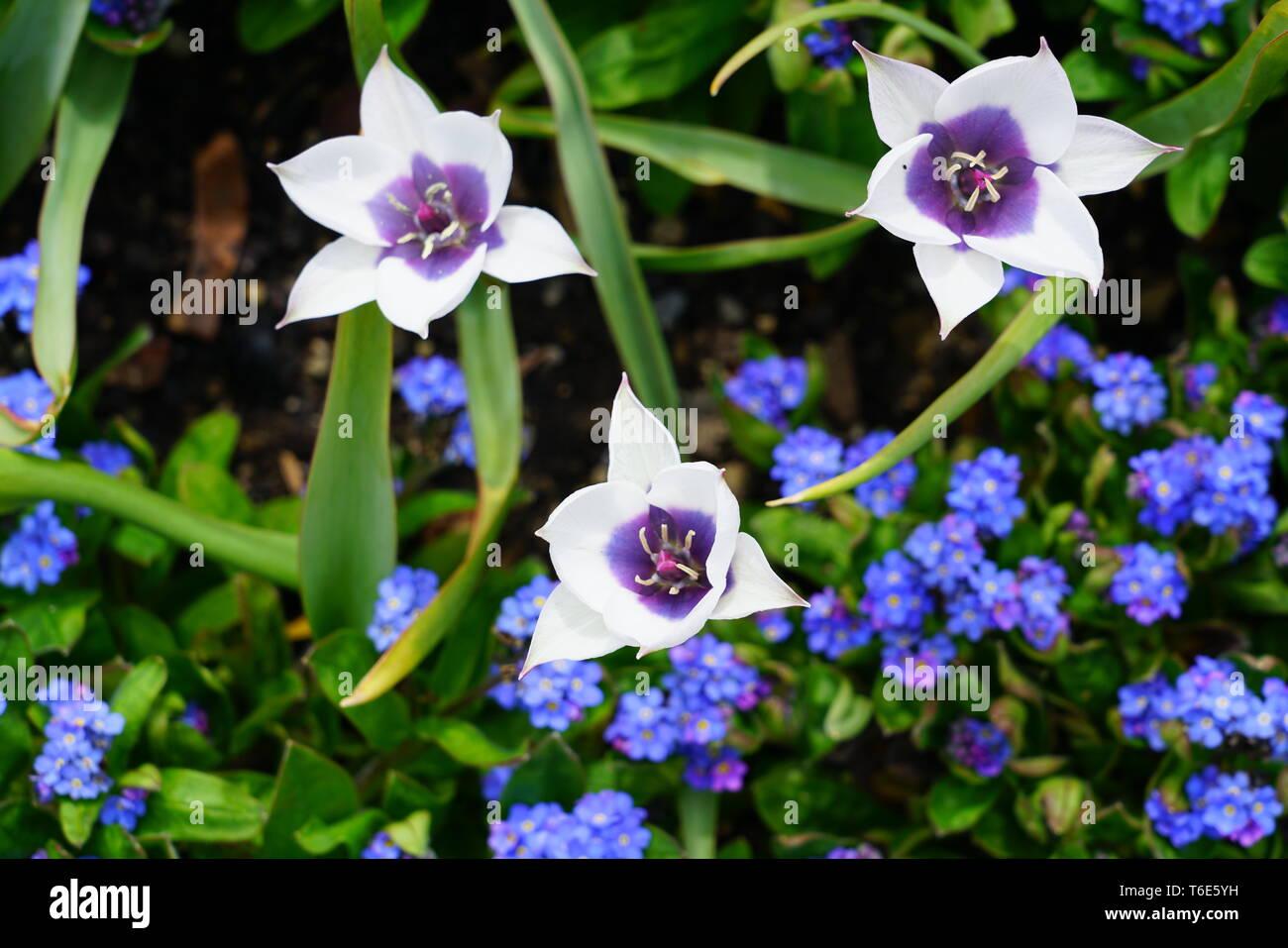 Tulipa Humilis (Alba Caerulea Oculata) tulip flower in bloom in the ...