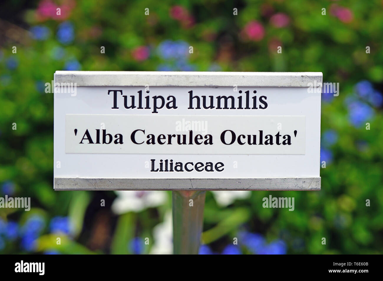 Alba caerulea oculata hi-res stock photography and images - Alamy