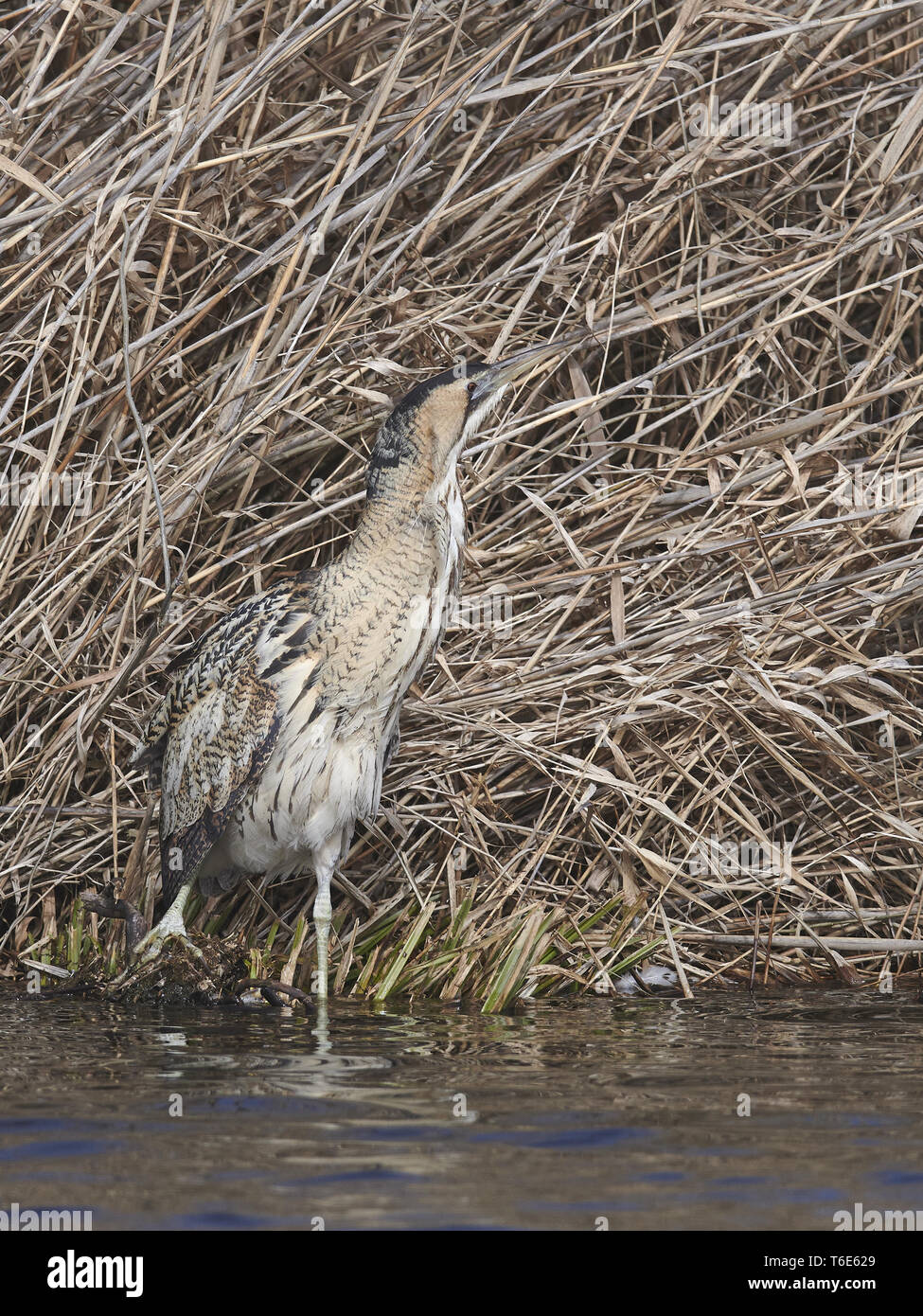 Common bittern, Botaurus stellaris Stock Photo - Alamy
