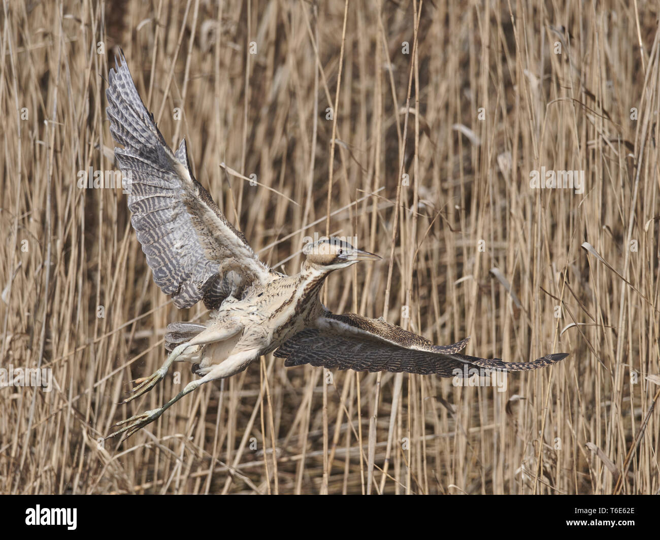 Common bittern, Botaurus stellaris Stock Photo - Alamy