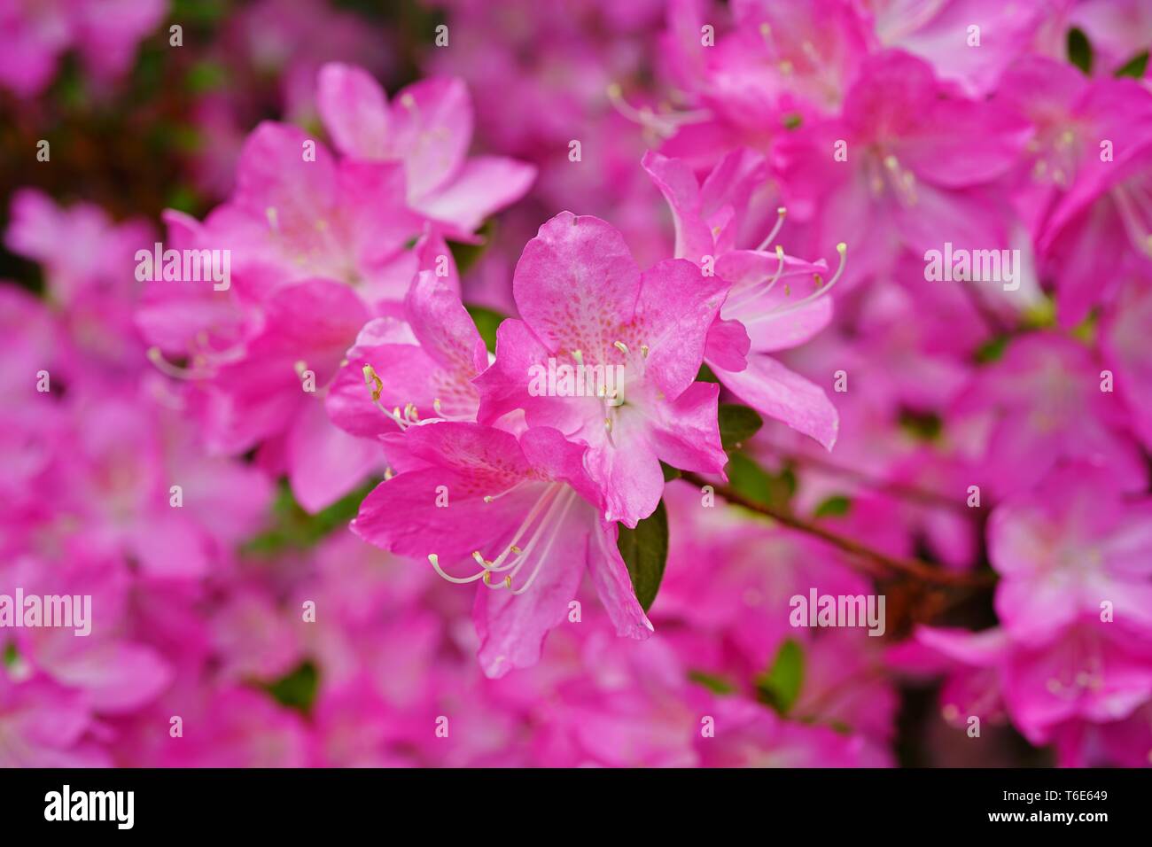 Pink azalea flower bush in the spring garden Stock Photo - Alamy