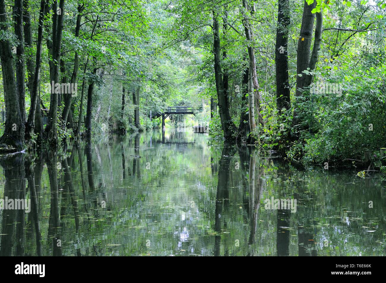 Main Spree Lübbenau Spreewald Germany Stock Photo - Alamy