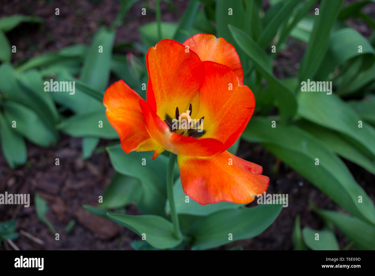 Orange ground green hi-res stock photography and images - Alamy