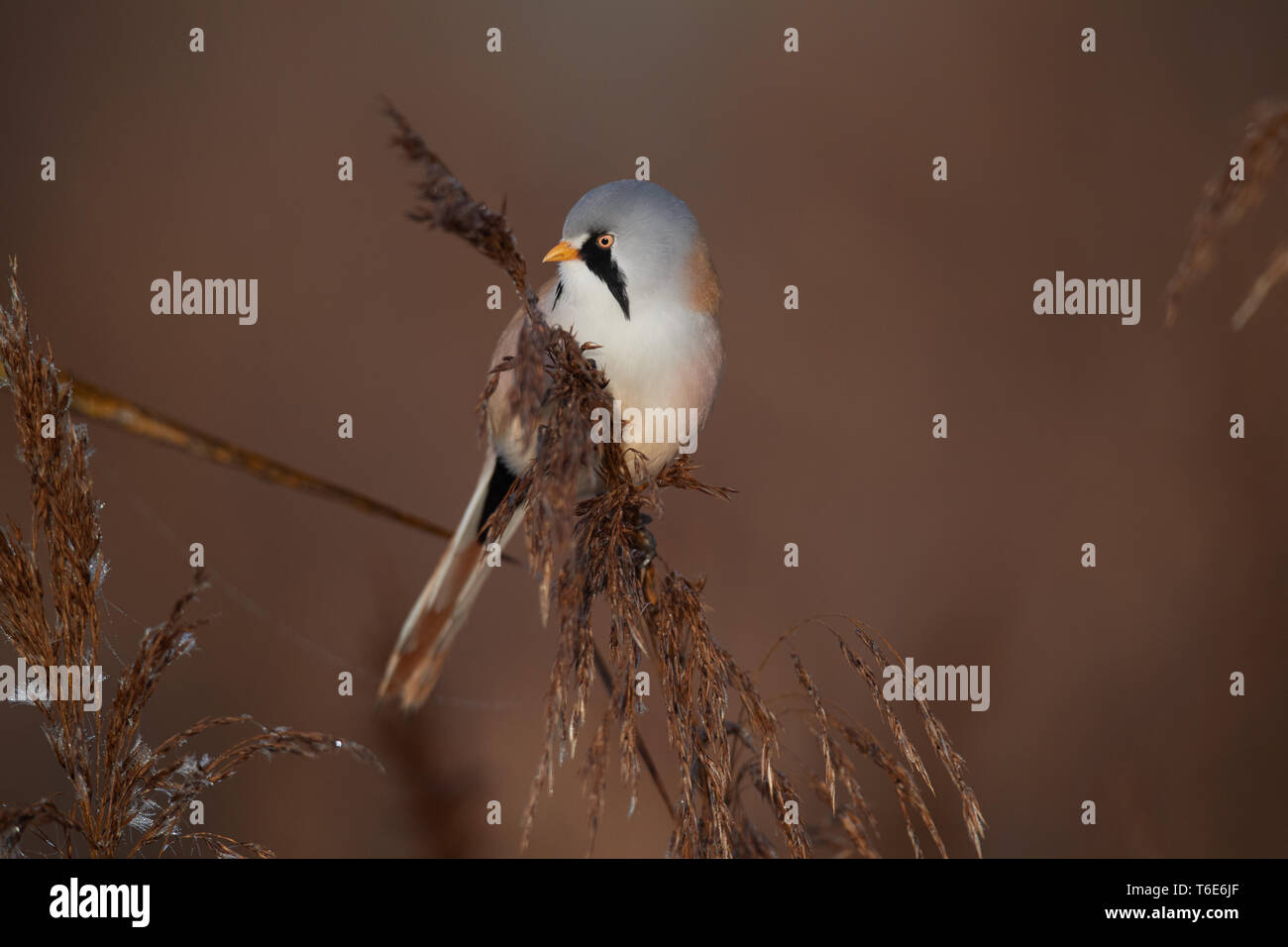 Bearded Reedling, Panurus biarmicus Stock Photo - Alamy