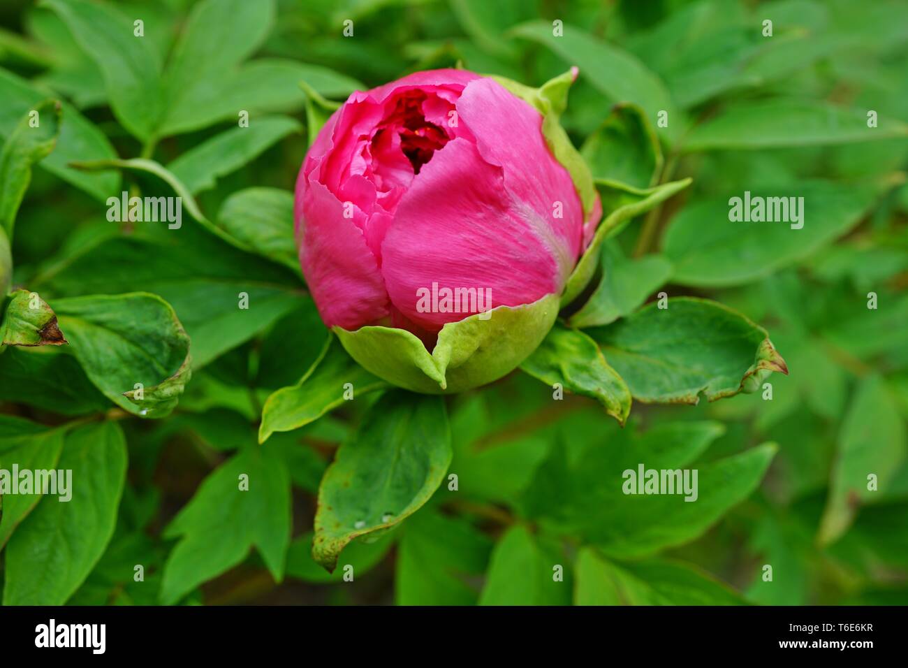 Pink and white striped tree peony flower bud on the bush Stock Photo ...