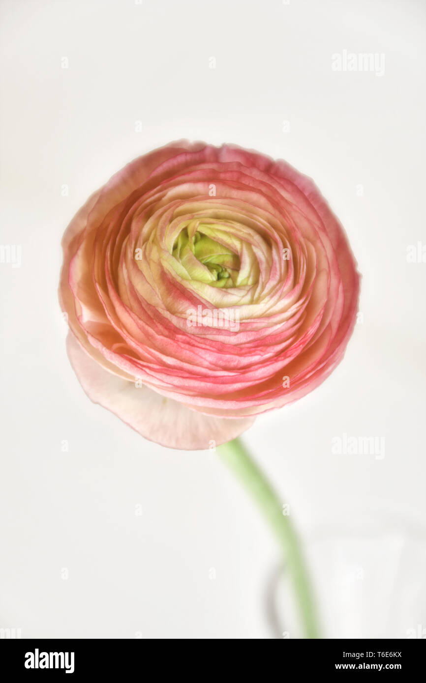 Persian buttercup, Ranunculus asiaticus Stock Photo - Alamy
