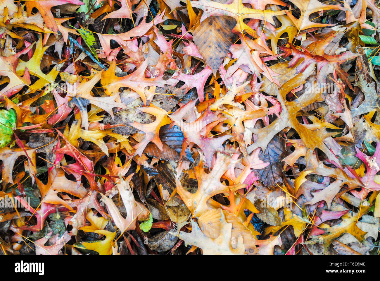 Multi coloured leaves hi-res stock photography and images - Alamy