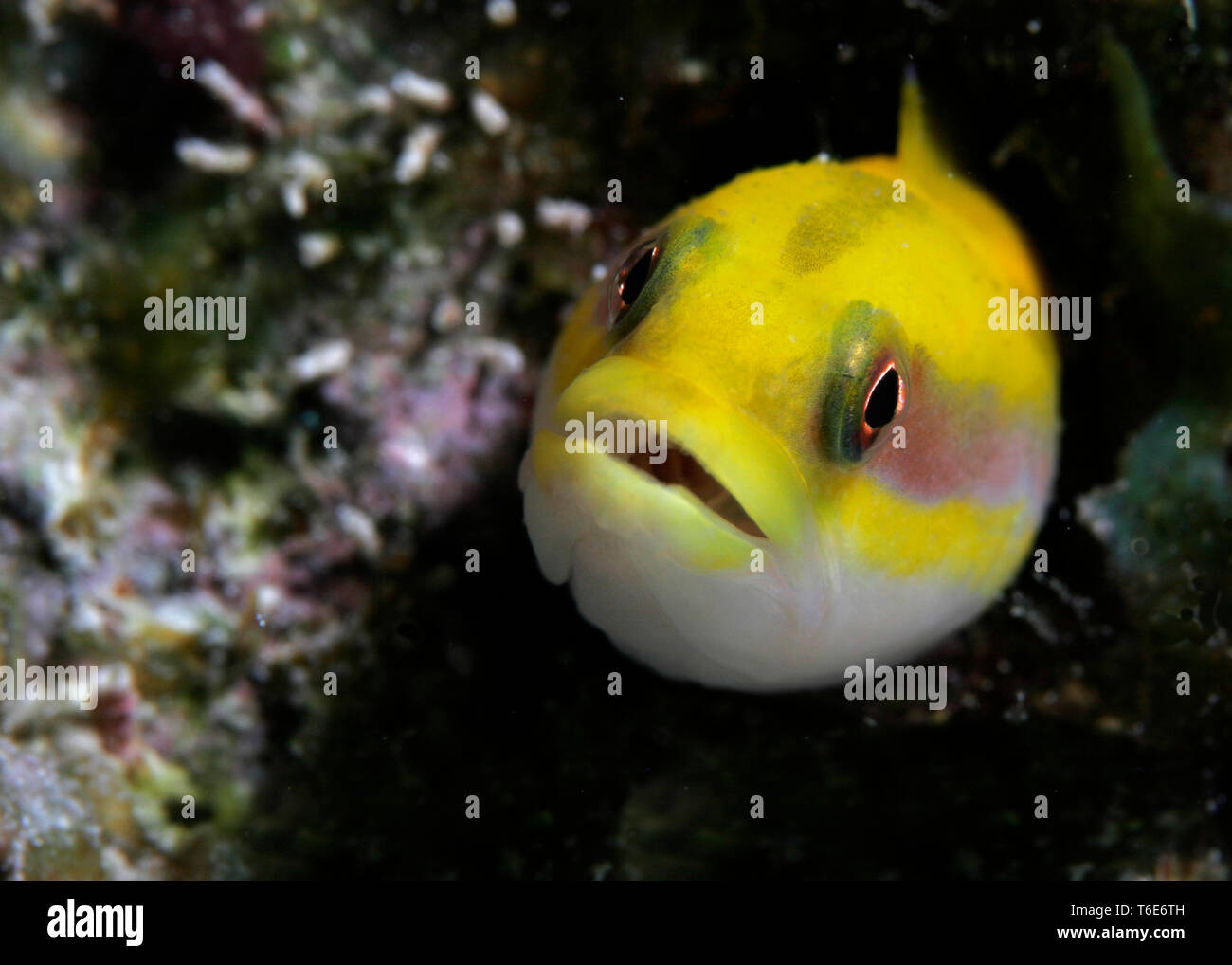 Wrasse Blenny, Hemiemblemaria simulus, Biscayne National Park, Florida ...