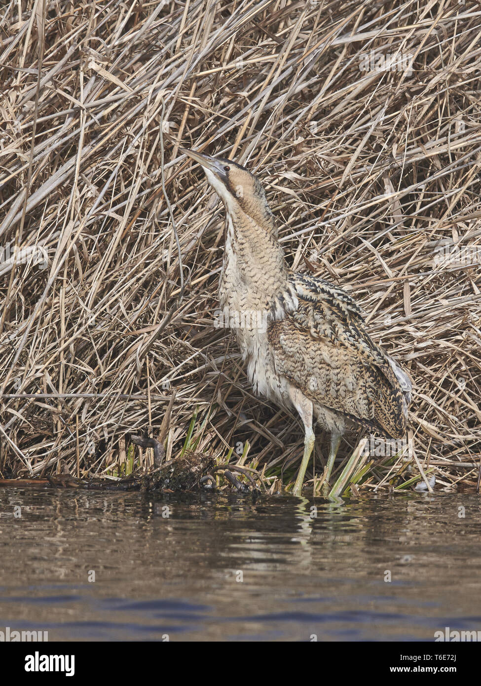 Common bittern, Botaurus stellaris Stock Photo - Alamy