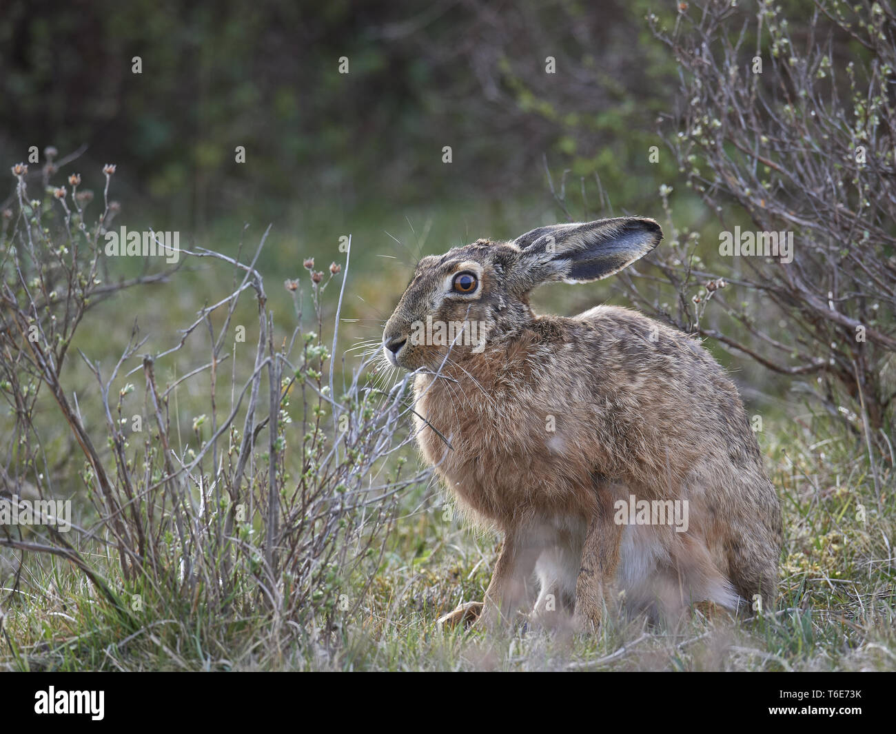 European hare, Lepus europaeus, brown hare Stock Photo - Alamy