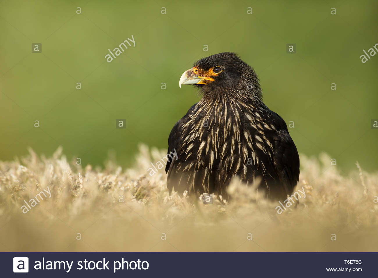 Karakara Stock Photos & Karakara Stock Images - Alamy