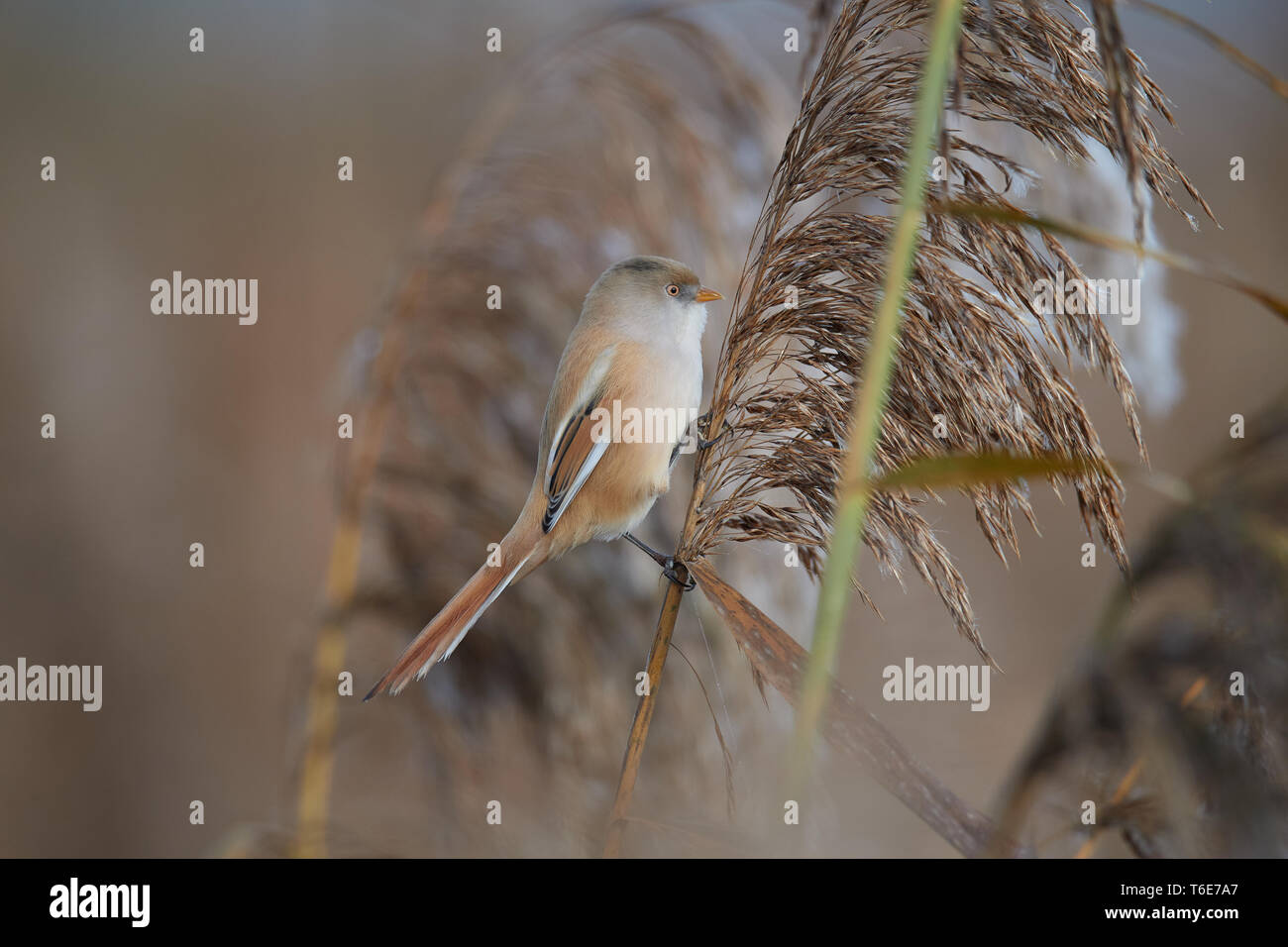 Bearded Reedling, Panurus biarmicus Stock Photo - Alamy