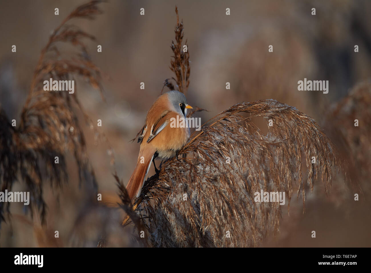Bearded Reedling, Panurus biarmicus Stock Photo - Alamy