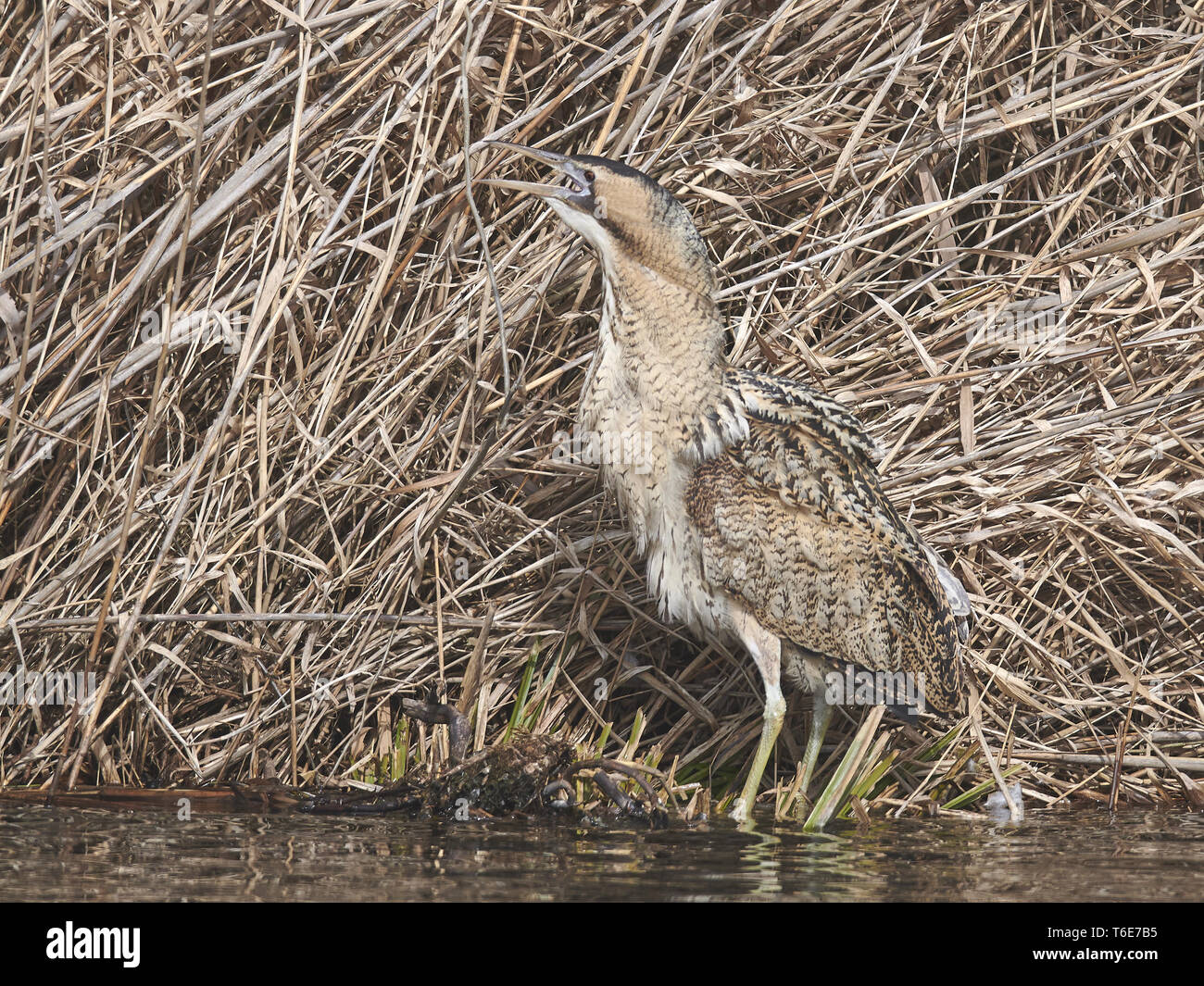 Common bittern, Botaurus stellaris Stock Photo - Alamy