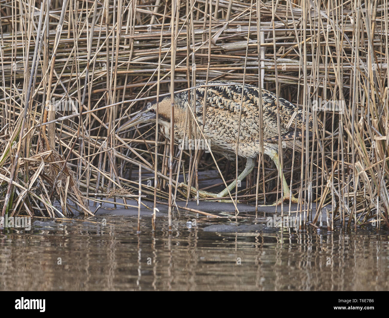 Common bittern, Botaurus stellaris Stock Photo - Alamy