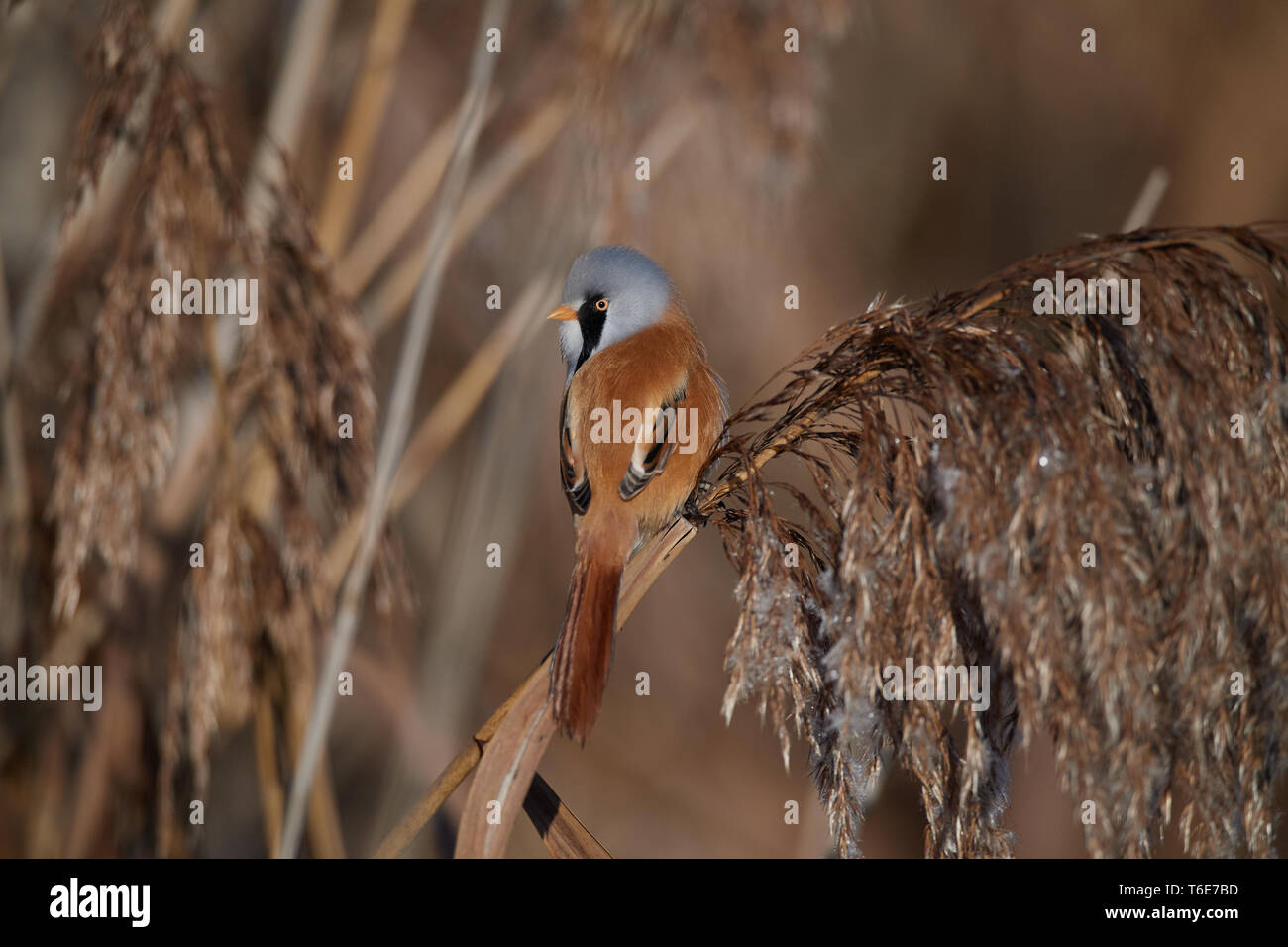 Bearded Reedling, Panurus biarmicus Stock Photo - Alamy