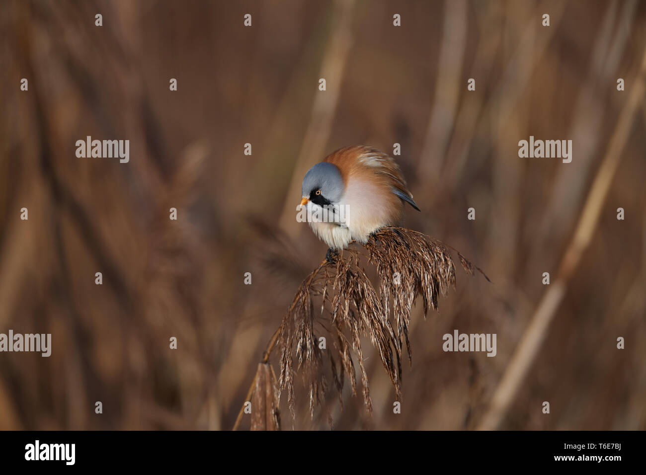 Bearded Reedling, Panurus biarmicus Stock Photo - Alamy