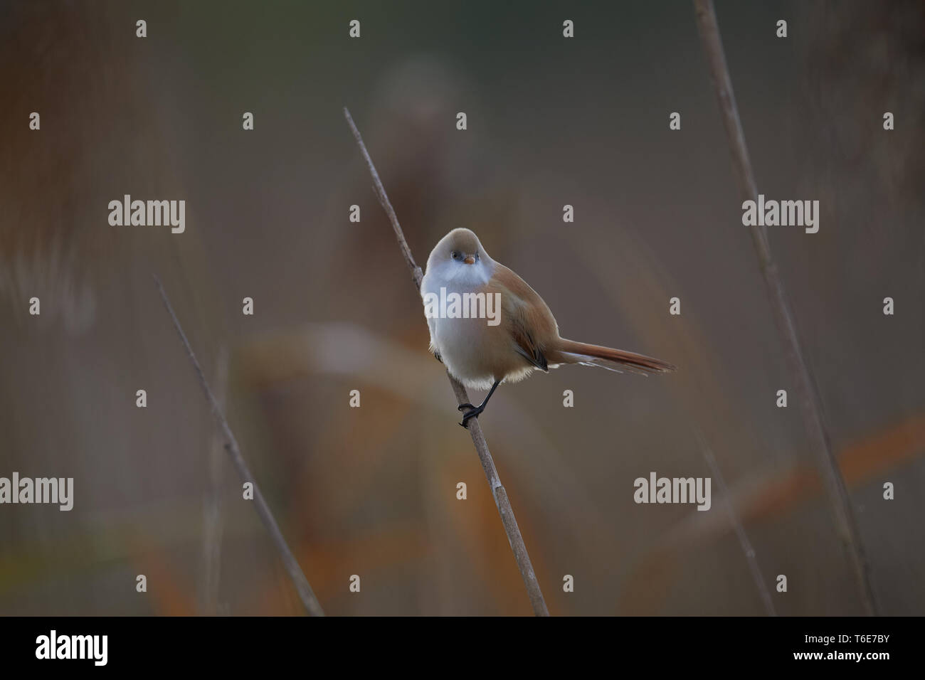 Bearded Reedling, Panurus biarmicus Stock Photo - Alamy