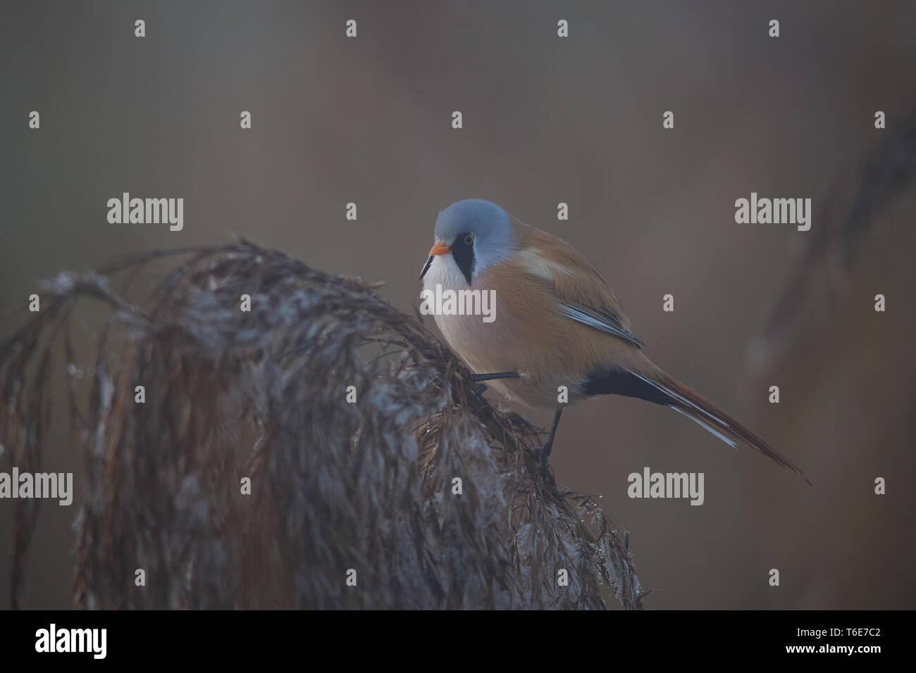 Bearded Reedling, Panurus biarmicus Stock Photo - Alamy