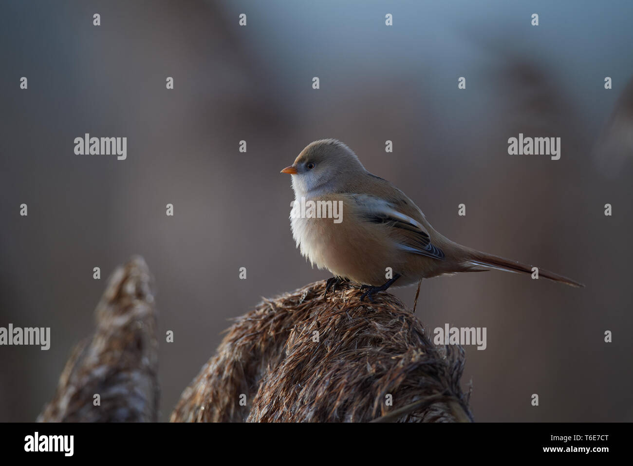 Bearded Reedling, Panurus biarmicus Stock Photo - Alamy
