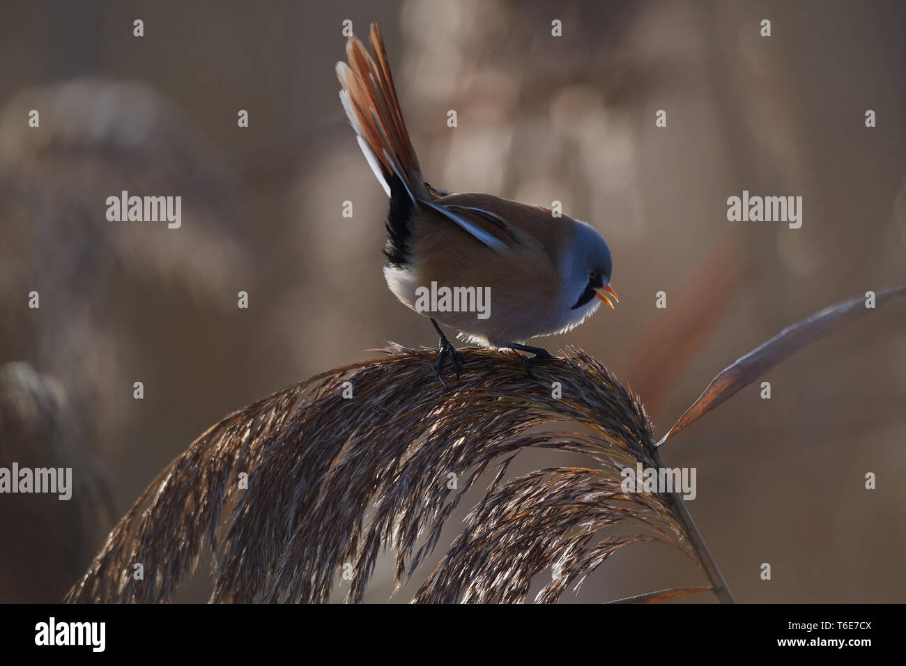 Bearded Reedling, Panurus biarmicus Stock Photo - Alamy