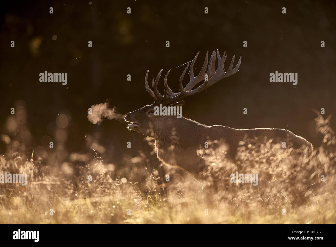 Deer with trees hi-res stock photography and images - Alamy