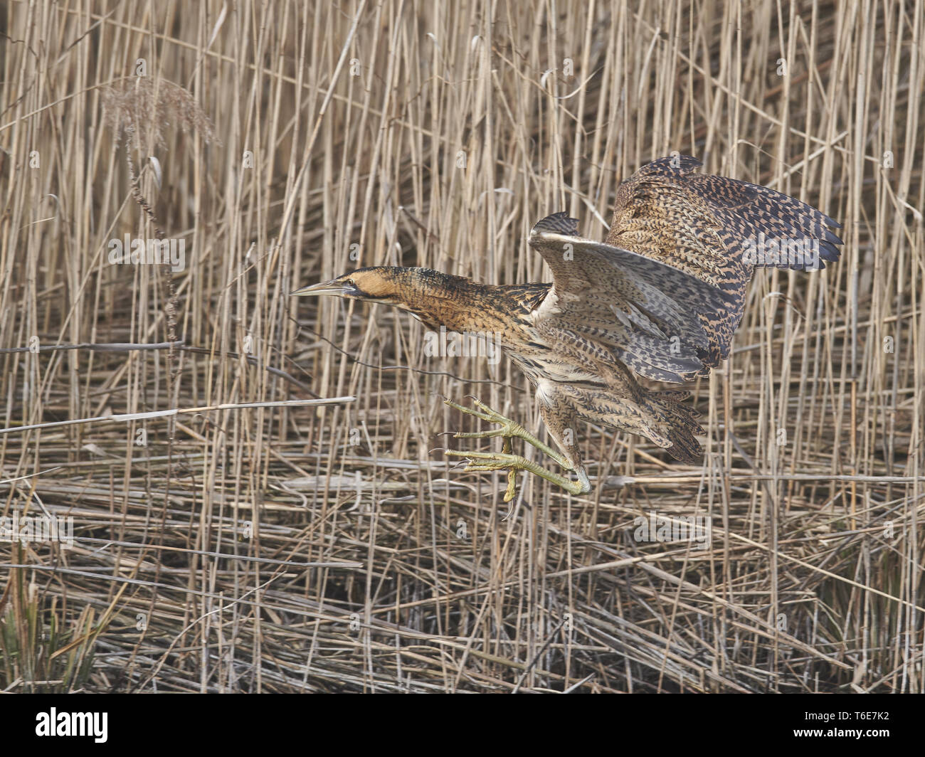 Common bittern, Botaurus stellaris Stock Photo - Alamy