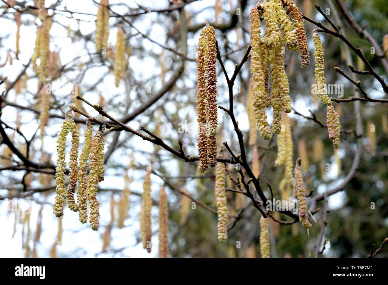 Bloom Kittens High Resolution Stock Photography and Images - Alamy