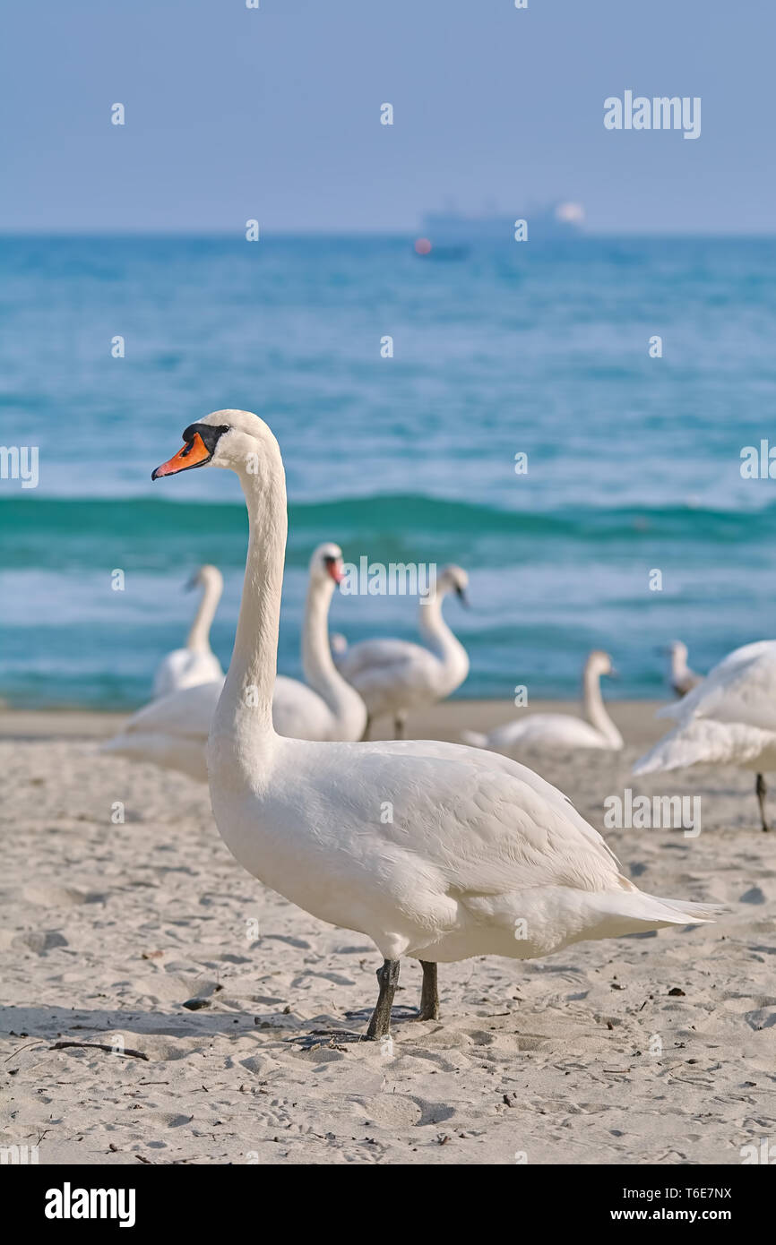 White Swan on the Beach Stock Photo - Alamy