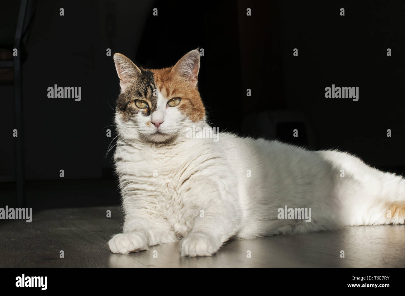 Female cat lying in sunlight shadow on house wooden floor Stock Photo ...